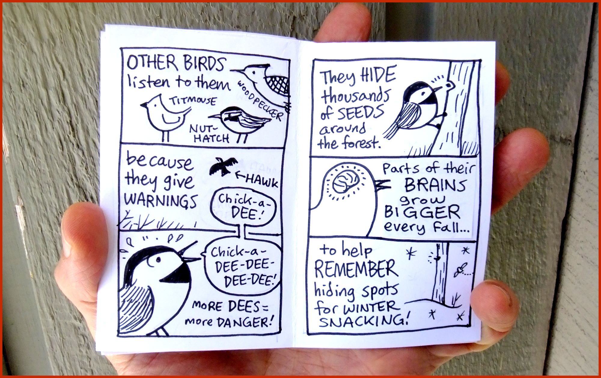 “Black-Capped Chickadee” (Bird Book Mini) – www.MarekBennett.com