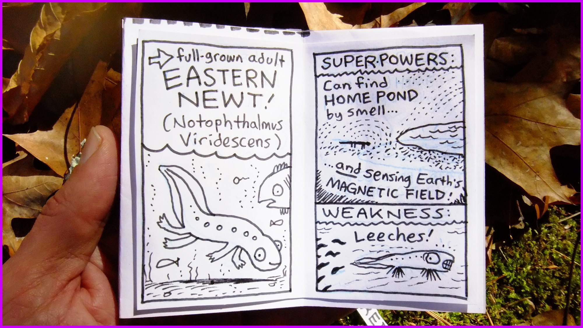 Red Eft (Life Cycle Mini) – www.MarekBennett.com