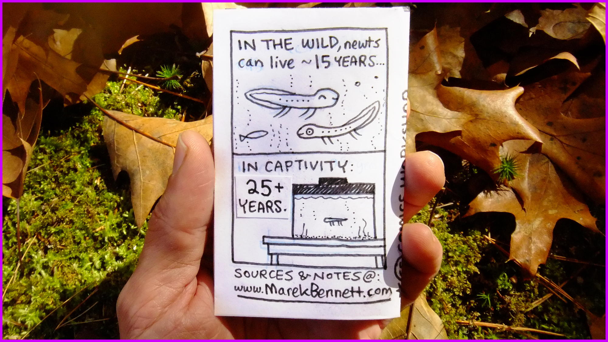 Red Eft (Life Cycle Mini) – www.MarekBennett.com